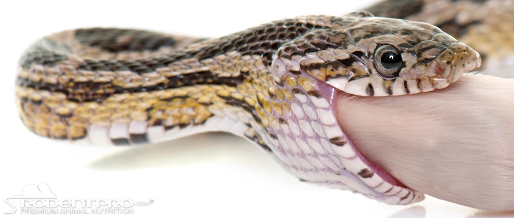 Feeding Frozen Thawed Food vs. Live Prey to Captive Reptiles