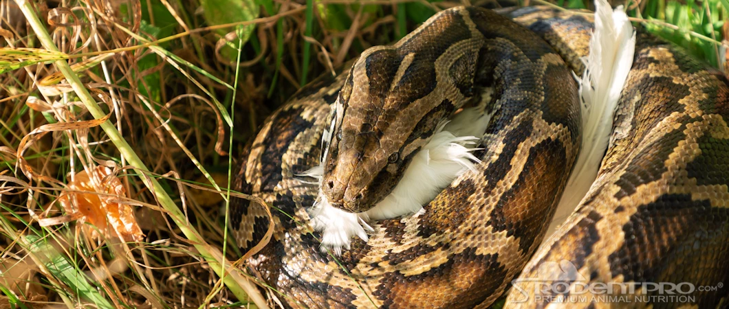Feeding Frozen Thawed Food vs. Live Prey to Captive Reptiles
