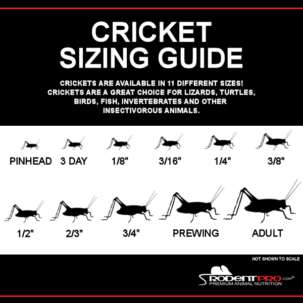 Live Pinhead Crickets 500ct for Sale: Shop Online RodentPro