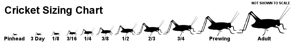 Live Standard Prewing Crickets 1000ct for Sale: RodentPro