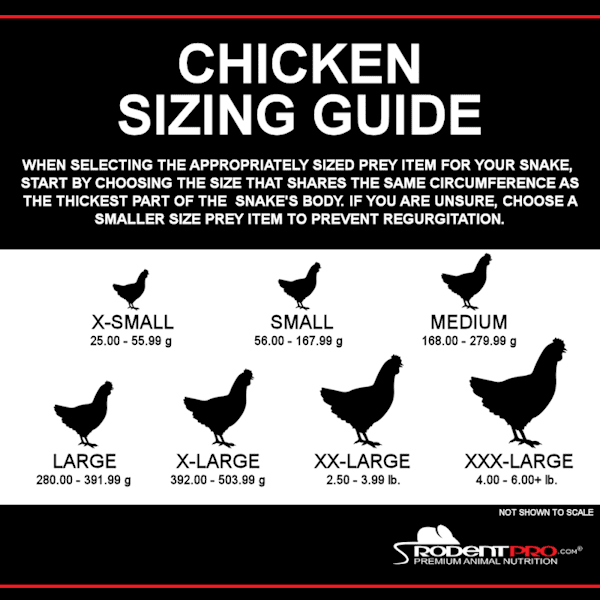 Frozen Small Chickens 10ct for Sale: Shop Online RodentPro