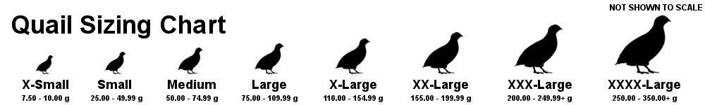 Frozen Baby Quail for Sale: Shop Online at RodentPro