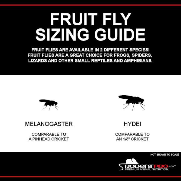 Live Melanogaster Fruit Fly Culture Kit for Sale: RodentPro